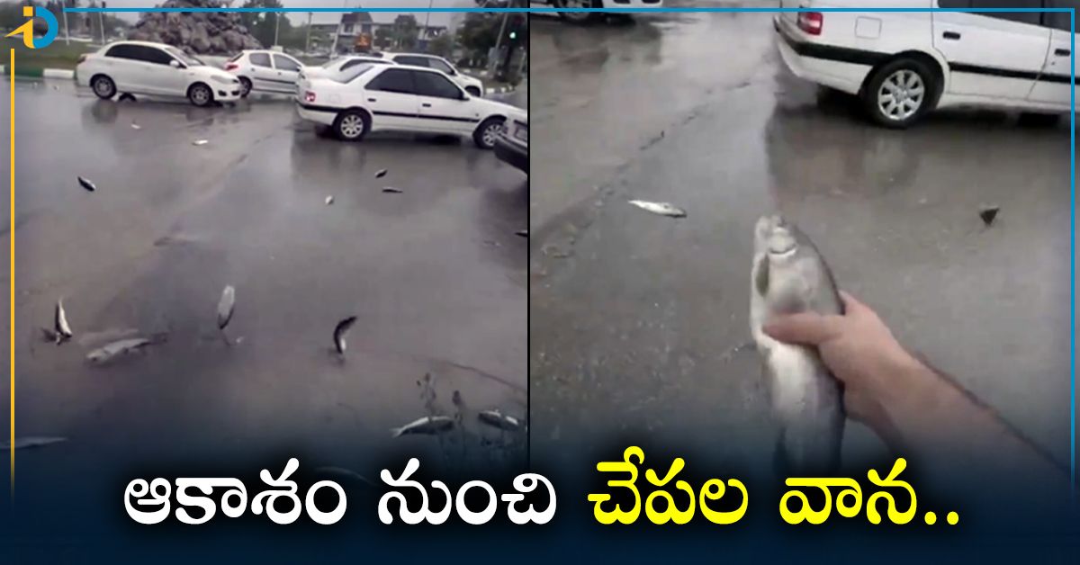 వీడియో: ఆకాశం నుంచి చేపల వాన.. ఏరుకోవడానిక ఎగబడ్డ జనం. ఎక్కడంటే ...