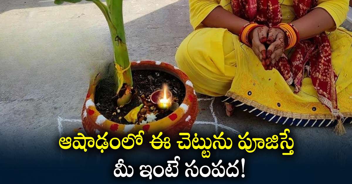 Ashadham: ఆషాఢ మాసంలో ఈ చెట్టు దేవుడితో సమానం! పూజిస్తే సిరి సంపదలు ...